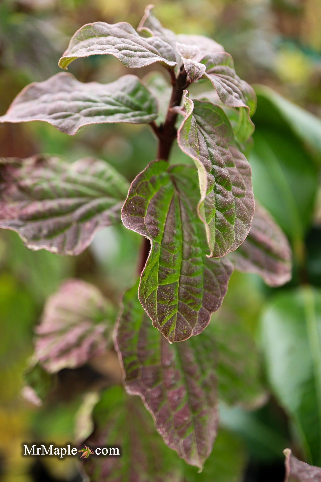 Biy Cornus sanguinea 'Compressa' Curly Leaf Dwarf Bloodtwig Dogwood ...