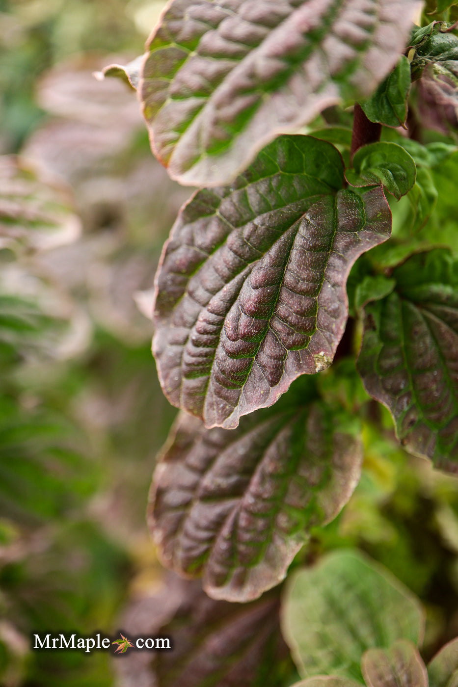 Biy Cornus sanguinea 'Compressa' Curly Leaf Dwarf Bloodtwig Dogwood ...