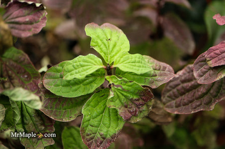 Biy Cornus sanguinea 'Compressa' Curly Leaf Dwarf Bloodtwig Dogwood ...
