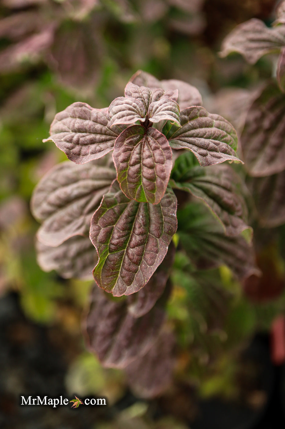 Biy Cornus sanguinea 'Compressa' Curly Leaf Dwarf Bloodtwig Dogwood ...