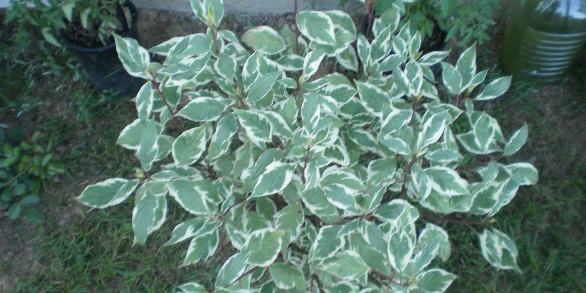 variegated cornus