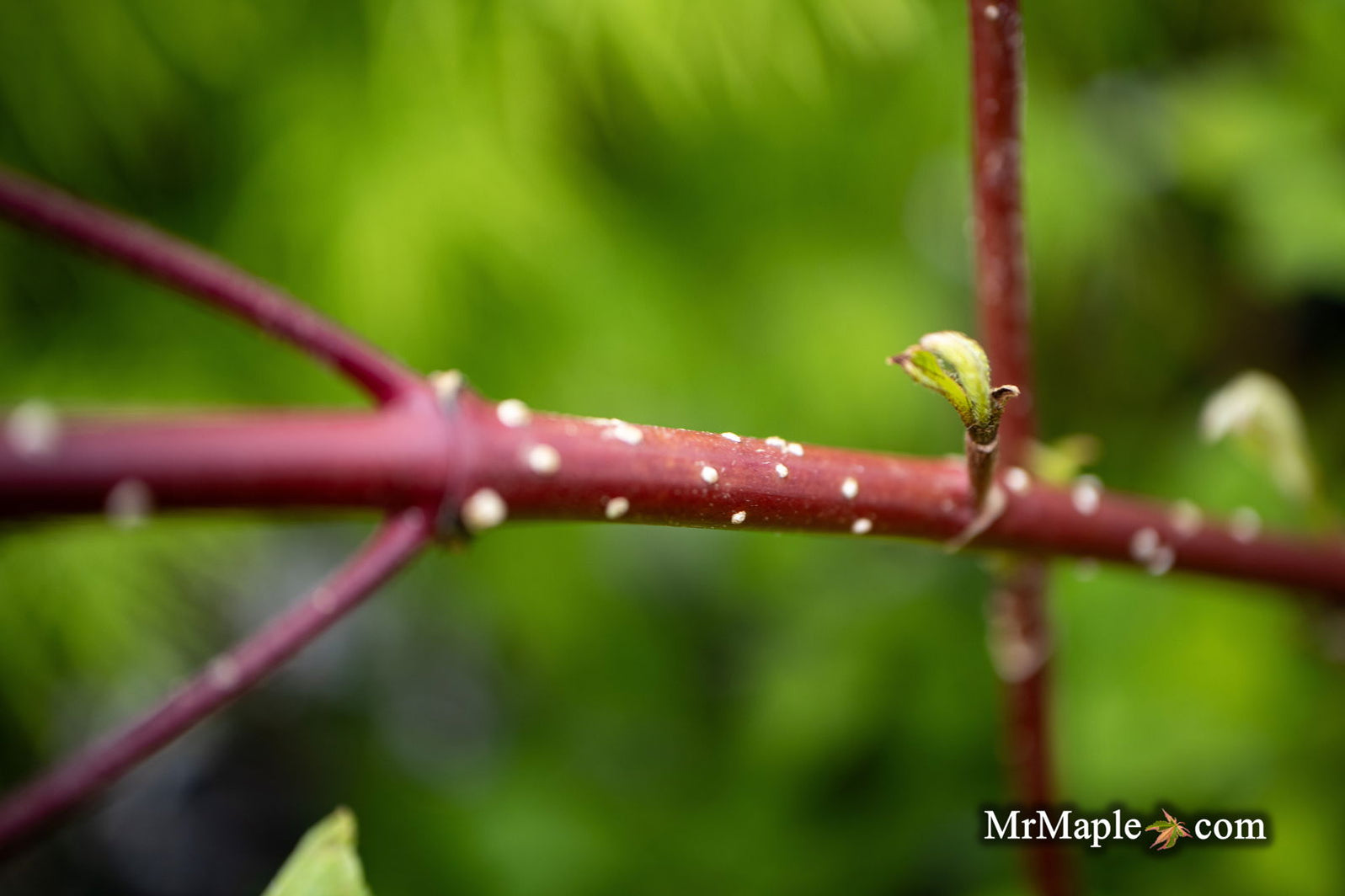 Buy Cornus alba 'Little Rebel' Dwarf Red Twig Dogwood — Mr Maple │ Buy ...