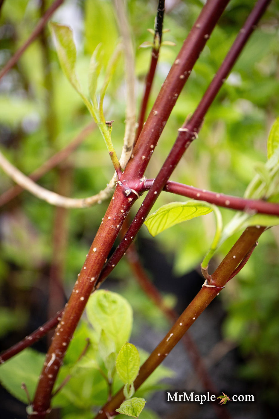 Buy Cornus alba 'Little Rebel' Dwarf Red Twig Dogwood — Mr Maple │ Buy ...