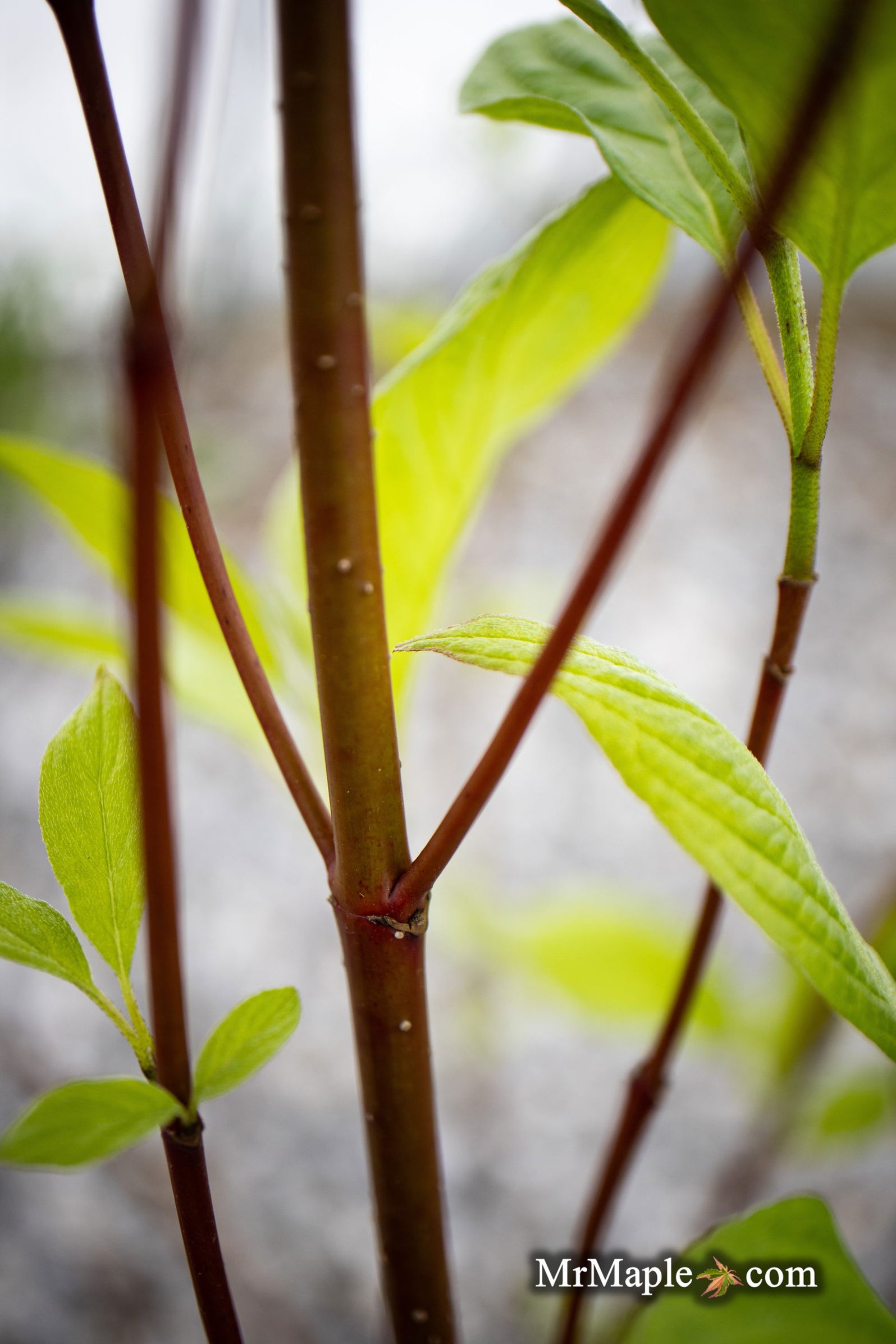 Buy Cornus alba 'Little Rebel' Dwarf Red Twig Dogwood — Mr Maple │ Buy ...