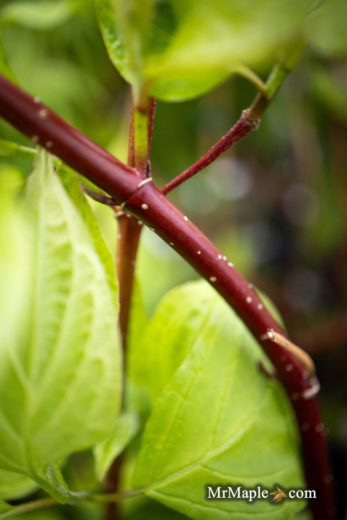 Buy Cornus alba 'Little Rebel' Dwarf Red Twig Dogwood — Mr Maple │ Buy ...