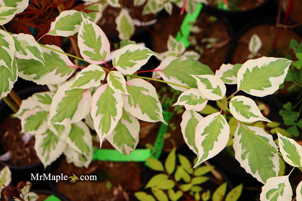 Buy Cornus alternifolia 'Argentea variegata' Variegated Pagoda Dogwood ...