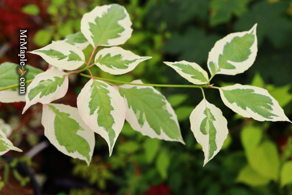 Buy Cornus alternifolia 'Argentea variegata' Variegated Pagoda Dogwood ...