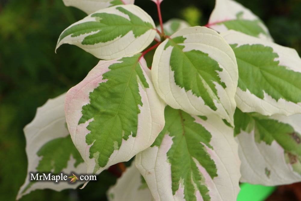 Buy Cornus alternifolia 'Argentea variegata' Variegated Pagoda Dogwood ...