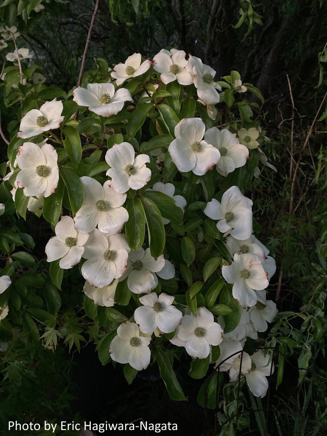 Buy Cornus catapata 'Mountain Moon' Chinese Evergreen Moonshine Dogwood ...