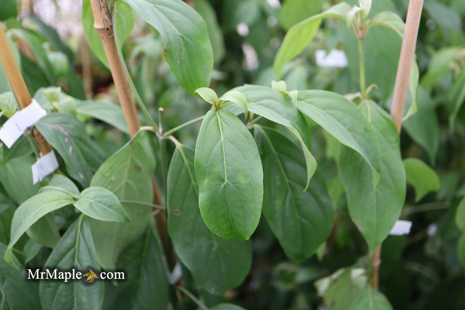 Buy Cornus catapata 'Mountain Moon' Chinese Evergreen Moonshine Dogwood ...