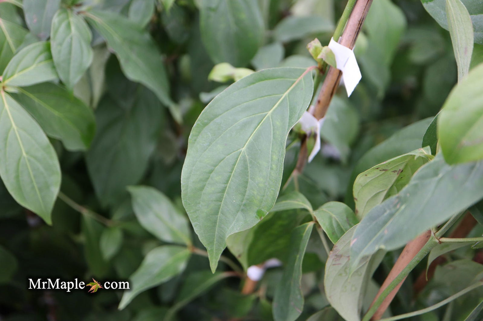 Buy Cornus catapata 'Mountain Moon' Chinese Evergreen Moonshine Dogwood ...