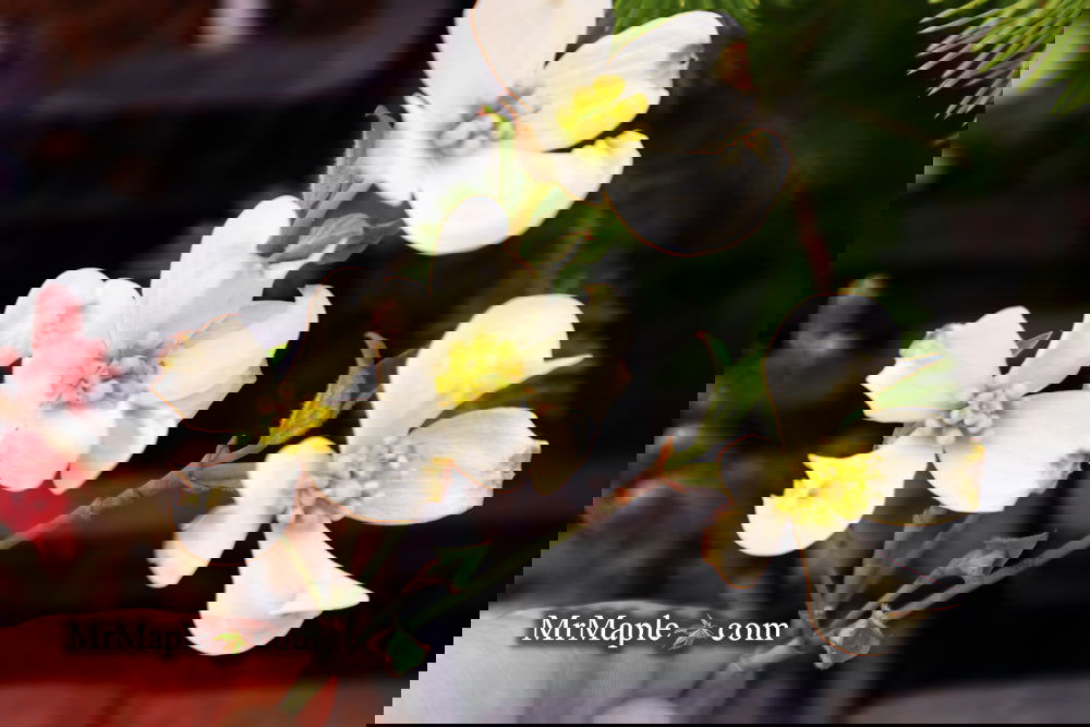 Buy Cornus florida 'Canis minimus' White Blooming Dogwood — Mr Maple ...