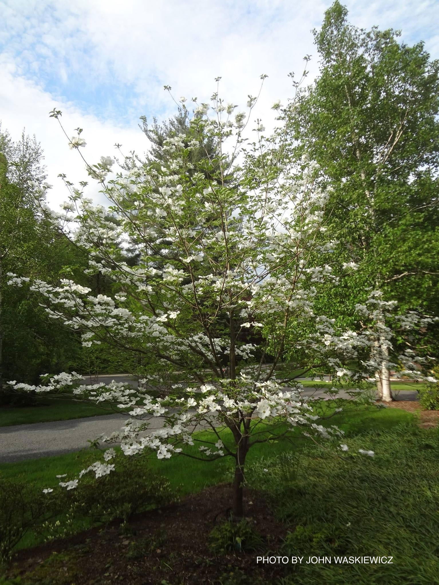 Buy Cornus florida 'Cherokee Princess' White Blooming Dogwood — Mr ...