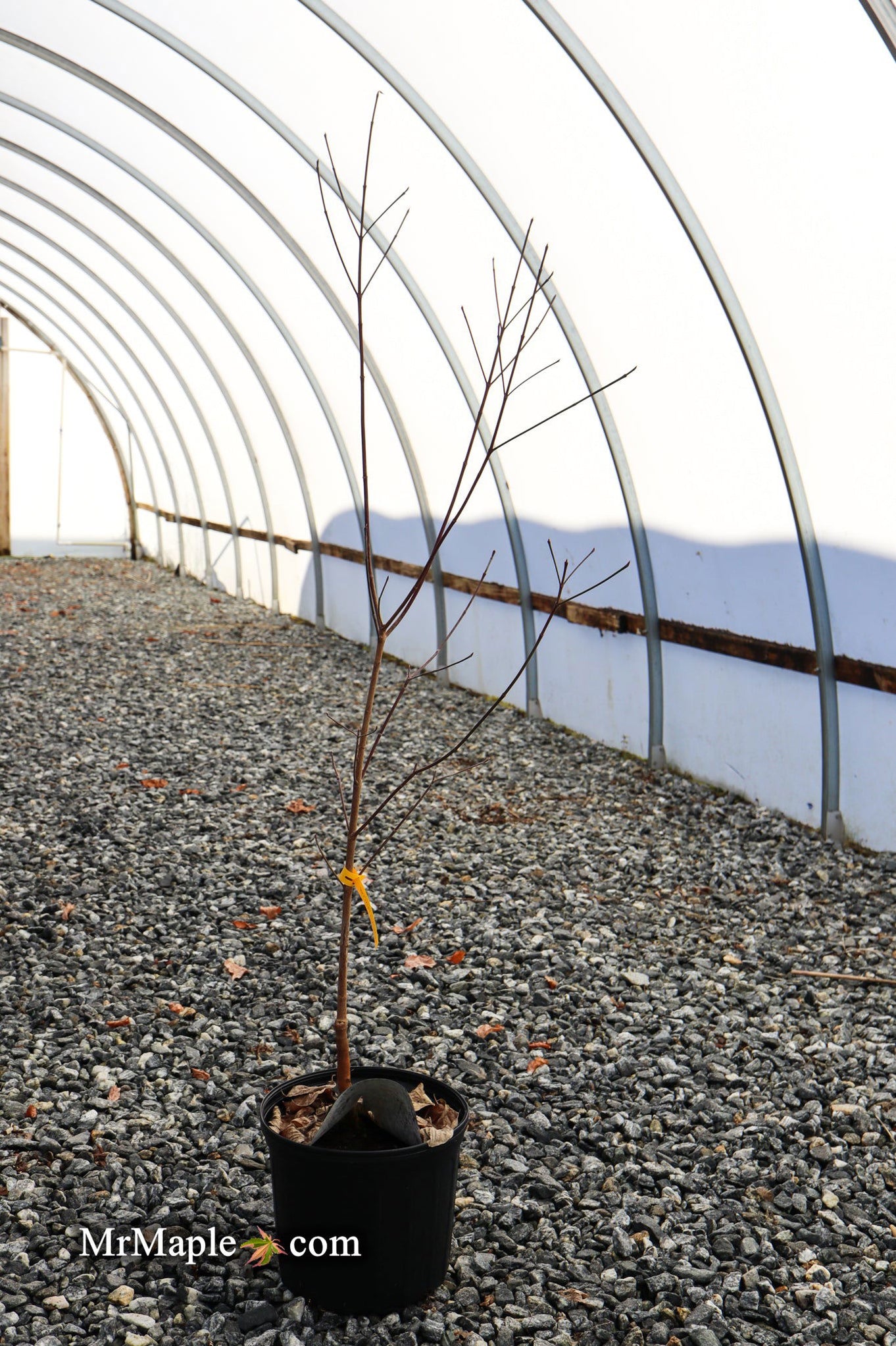 Buy Cornus florida 'Cherokee Princess' White Blooming Dogwood — Mr ...