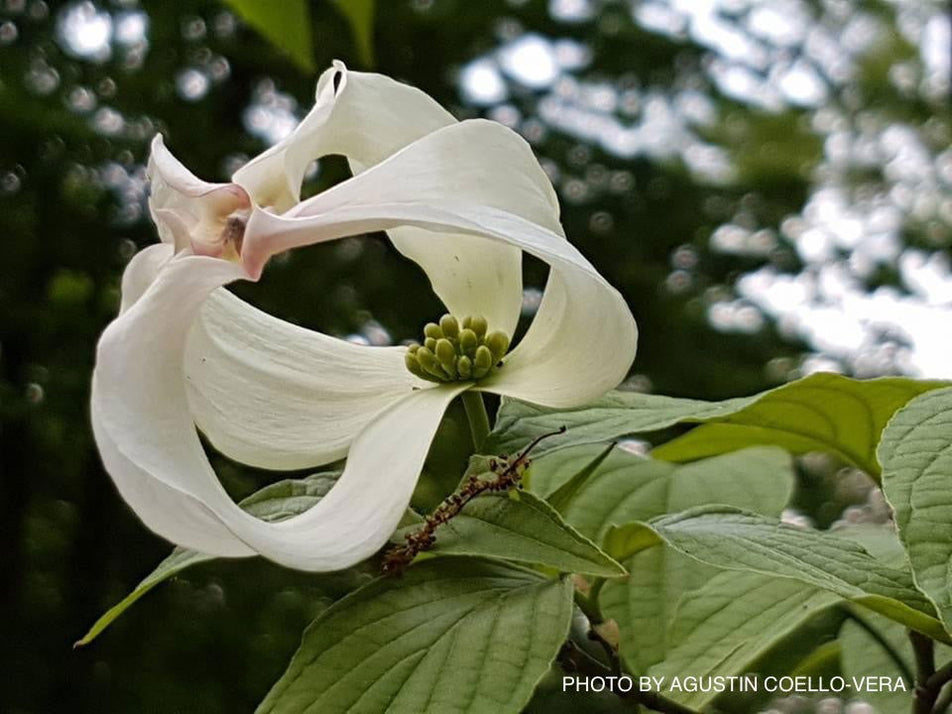 Buy Cornus florida ssp urbiniana Magic Mexican Dogwood — Mr Maple │ Buy ...