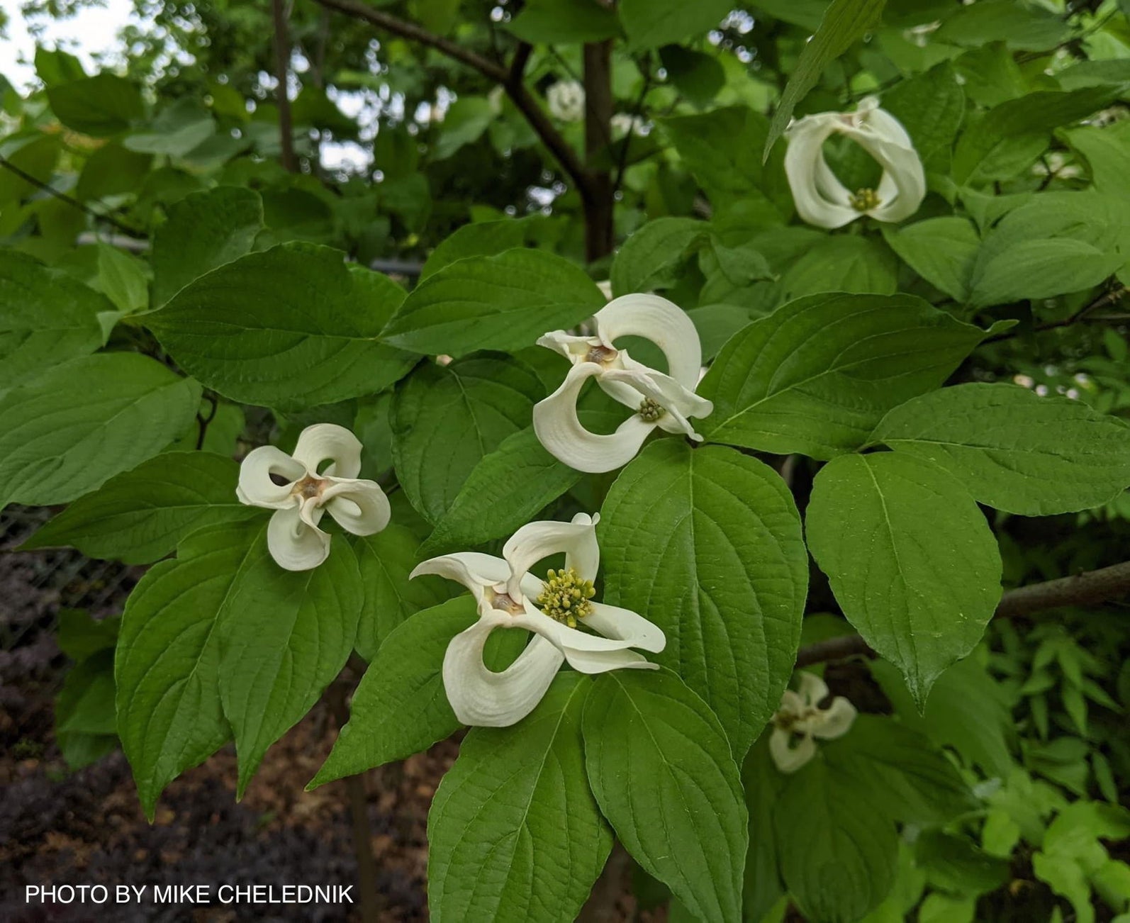 Buy Cornus florida ssp urbiniana Magic Mexican Dogwood — Mr Maple │ Buy ...
