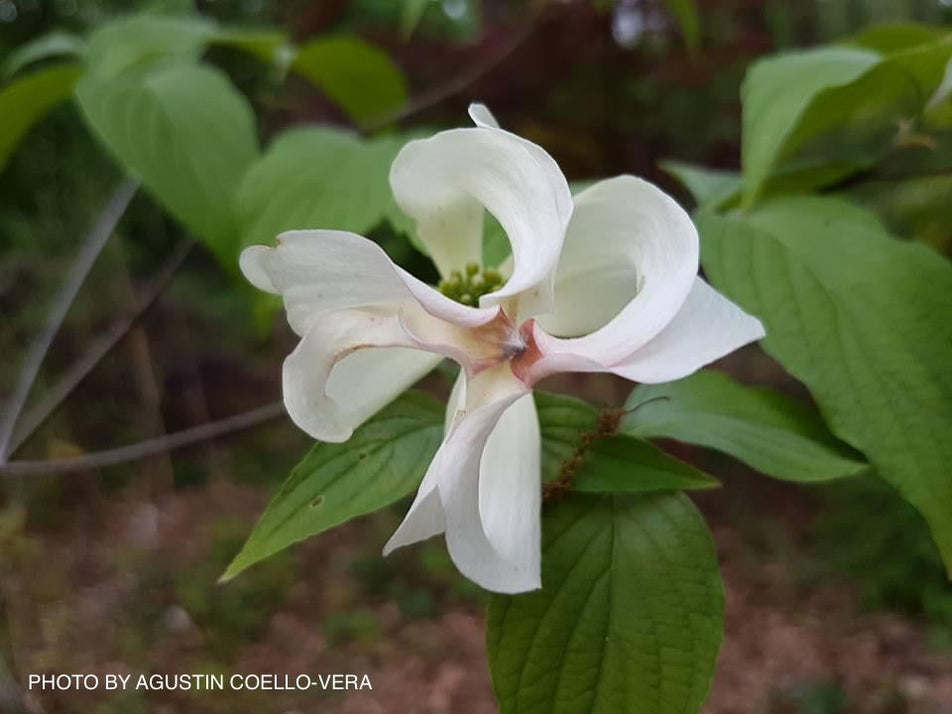 Buy Cornus florida ssp urbiniana Magic Mexican Dogwood — Mr Maple │ Buy ...