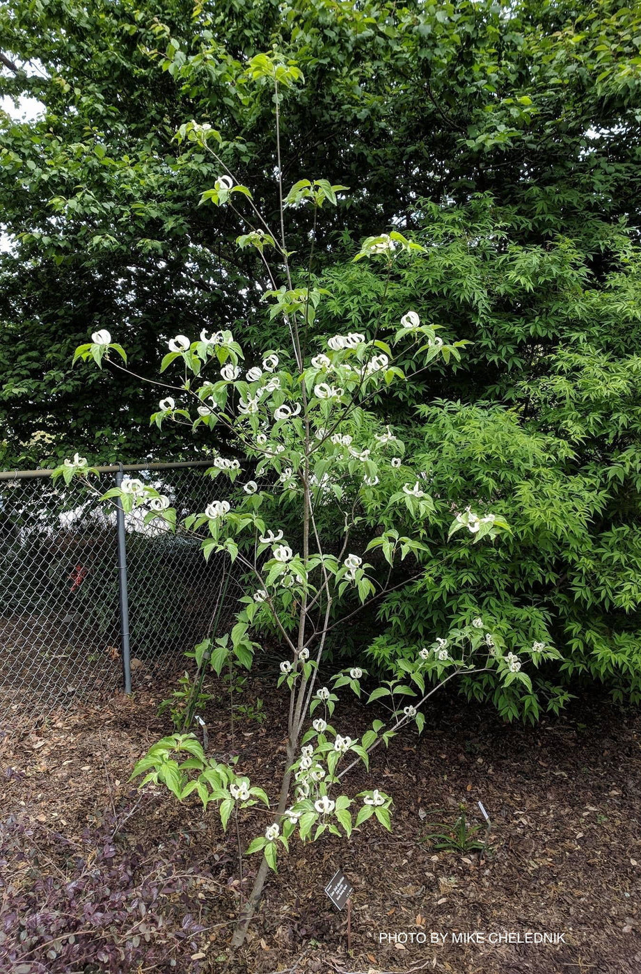 Buy Cornus florida ssp urbiniana Magic Mexican Dogwood — Mr Maple │ Buy ...