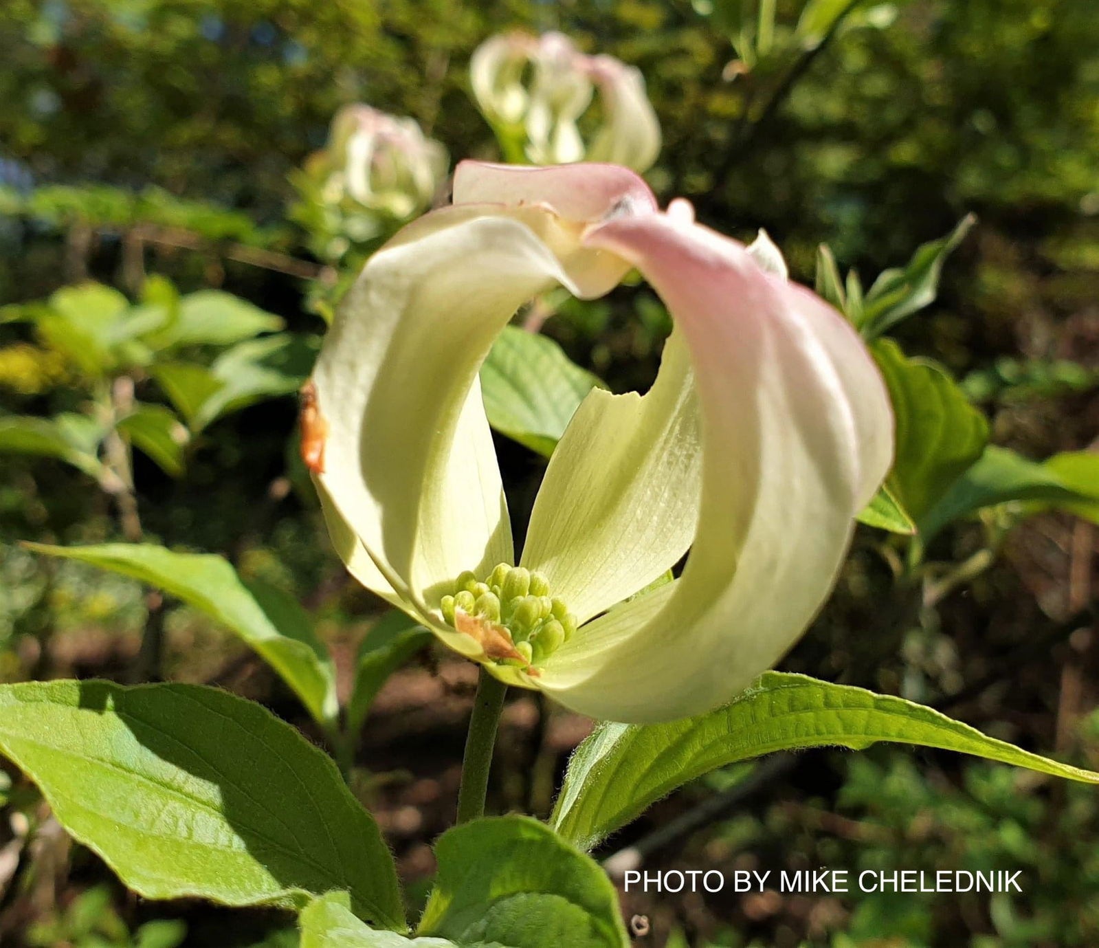 Buy Cornus florida ssp urbiniana Magic Mexican Dogwood — Mr Maple │ Buy ...