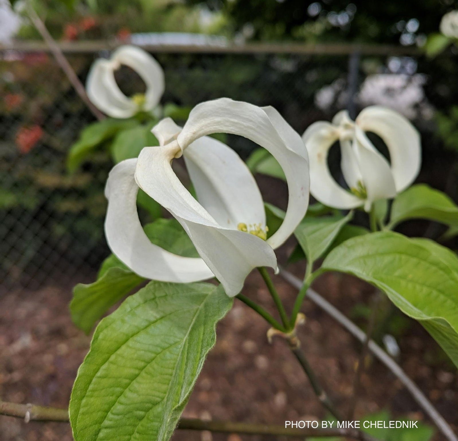 Buy Cornus florida ssp urbiniana Magic Mexican Dogwood — Mr Maple │ Buy ...