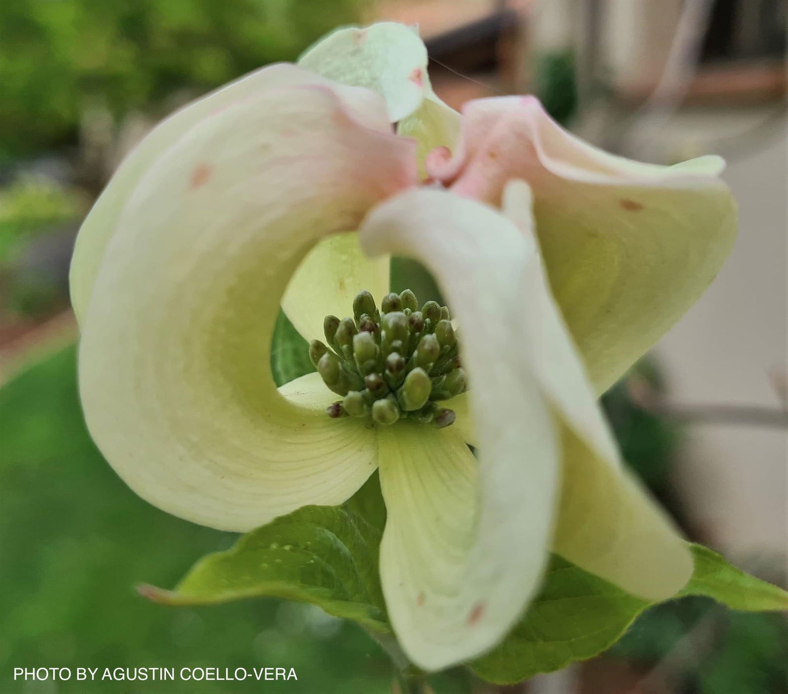 Buy Cornus florida ssp urbiniana Magic Mexican Dogwood — Mr Maple │ Buy ...
