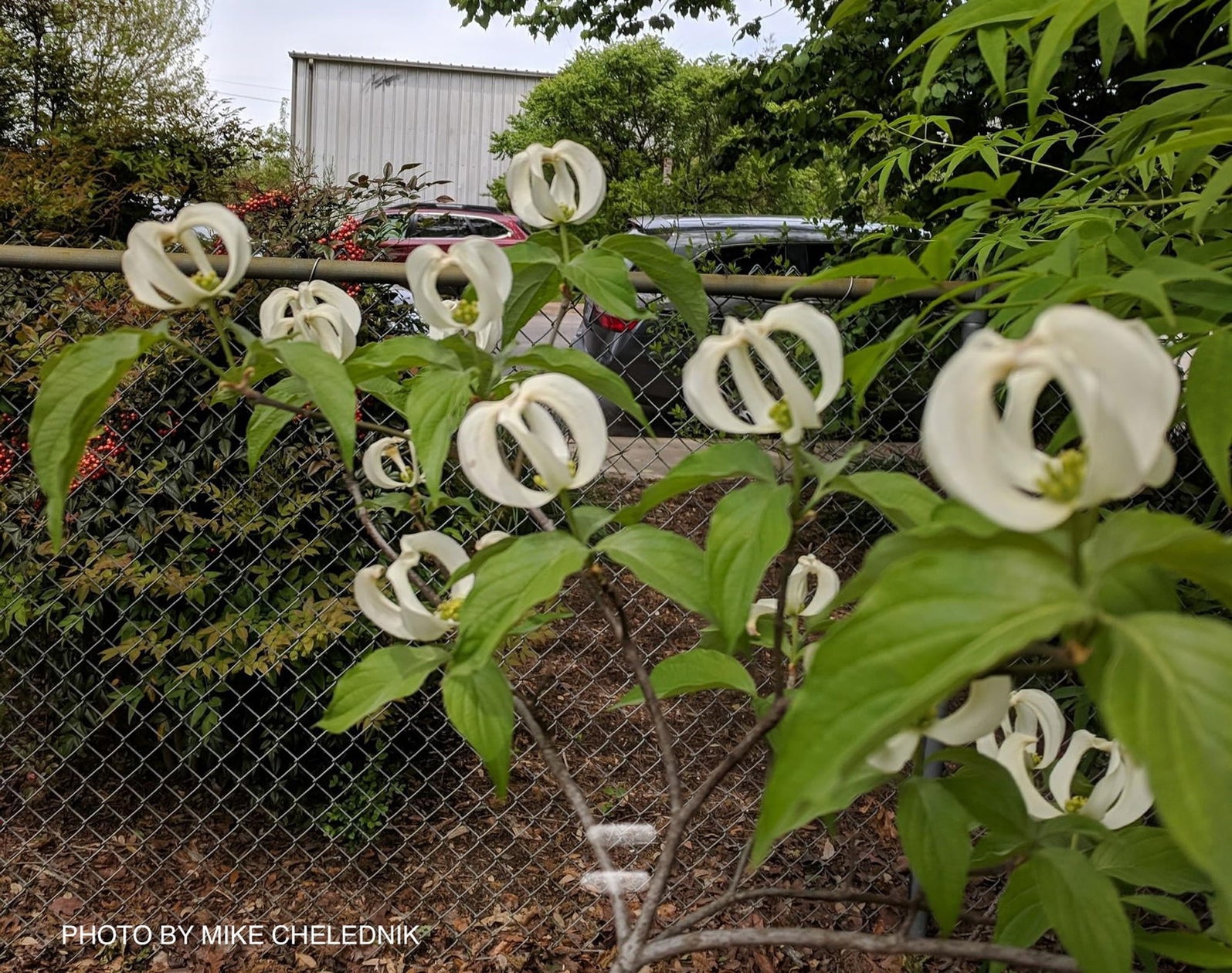Buy Cornus florida ssp urbiniana Magic Mexican Dogwood — Mr Maple │ Buy ...