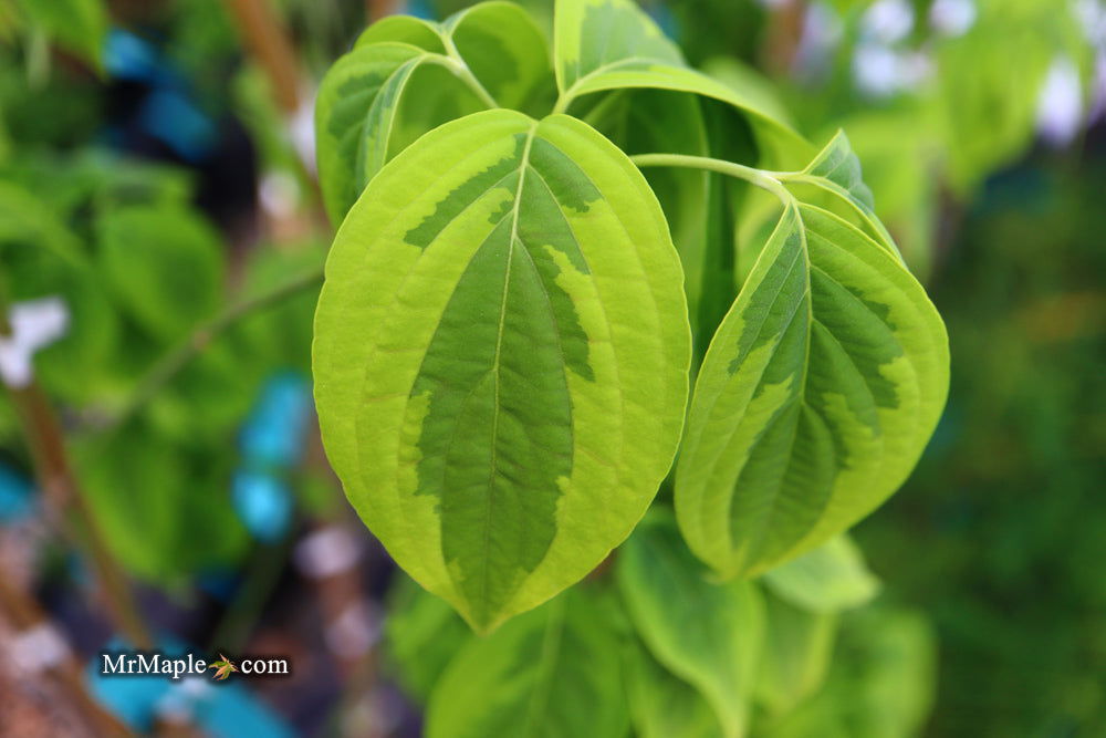 Buy Cornus kousa 'Celestial Shadow' Yellow Variegated Chinese Dogwood ...