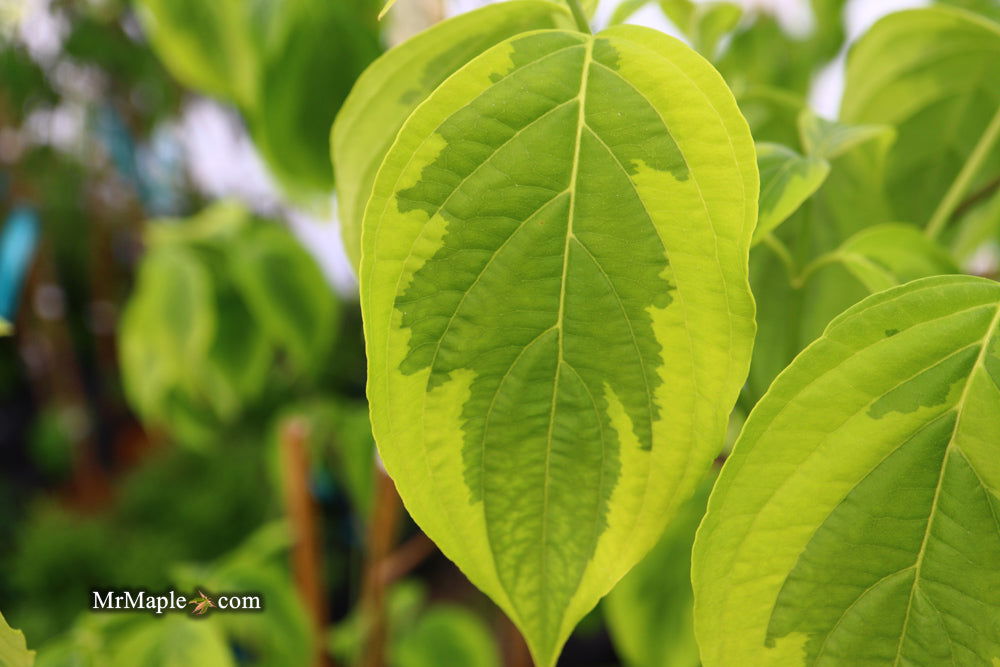 Buy Cornus kousa 'Celestial Shadow' Yellow Variegated Chinese Dogwood ...