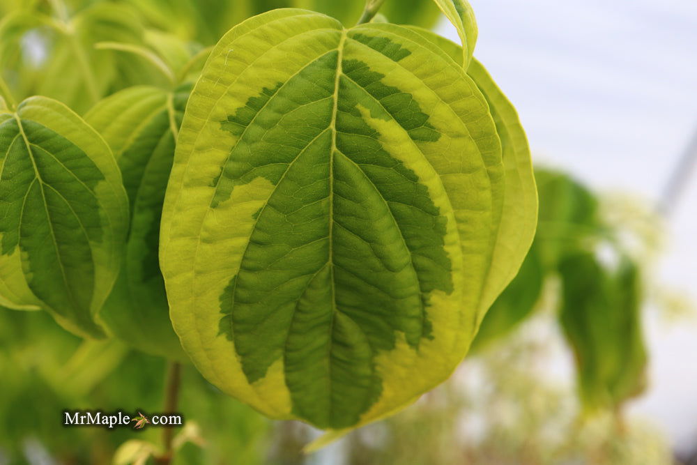 Buy Cornus kousa 'Celestial Shadow' Yellow Variegated Chinese Dogwood ...