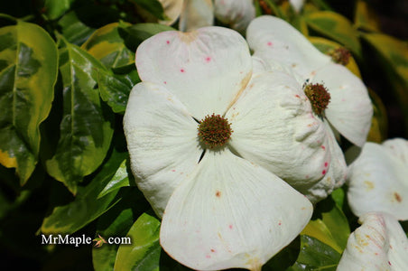 Buy Cornus kousa 'Celestial Shadow' Yellow Variegated Chinese Dogwood ...