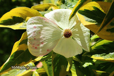 Buy Cornus kousa 'Celestial Shadow' Yellow Variegated Chinese Dogwood ...