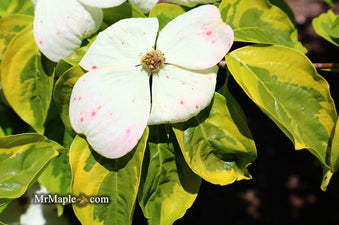 Buy Cornus kousa 'Celestial Shadow' Yellow Variegated Chinese Dogwood ...