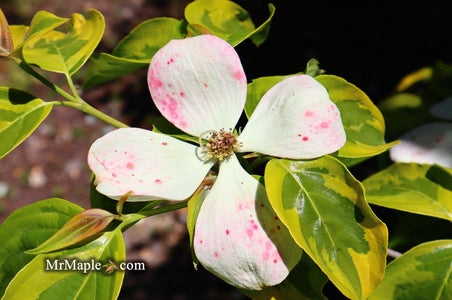 Buy Cornus kousa 'Celestial Shadow' Yellow Variegated Chinese Dogwood ...