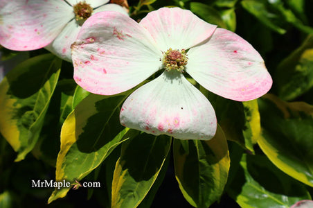 Buy Cornus kousa 'Celestial Shadow' Yellow Variegated Chinese Dogwood ...