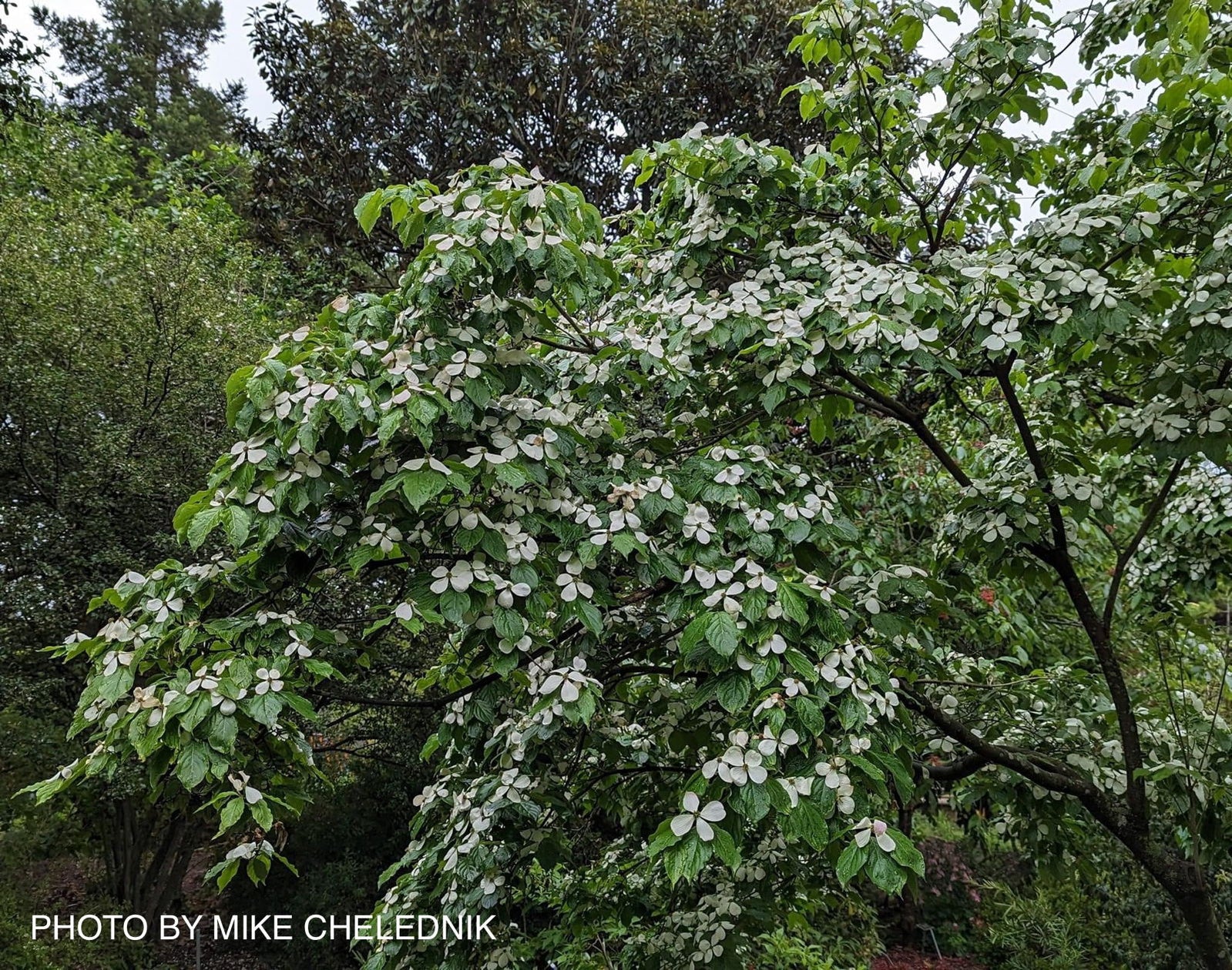 Buy Cornus kousa 'Constellation'® Rutgans Flowering White Chinese ...