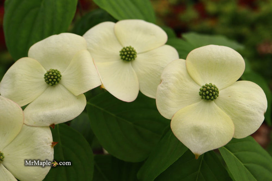Buy Cornus kousa Hyperion® Heavy Flowering White Chinese DogwooD — Mr ...
