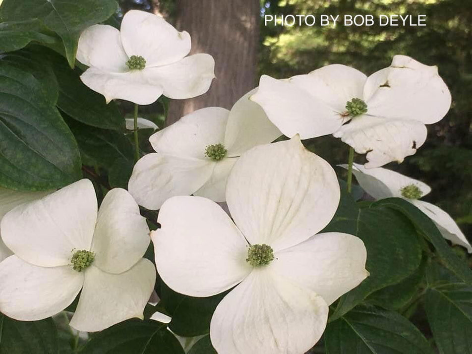 Buy Cornus kousa Hyperion® Heavy Flowering White Chinese DogwooD — Mr ...