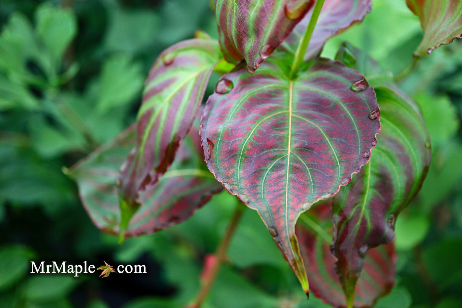 Buy Cornus kousa 'Little Poncho' Dwarf Flowering Chinese Dogwood — Mr ...