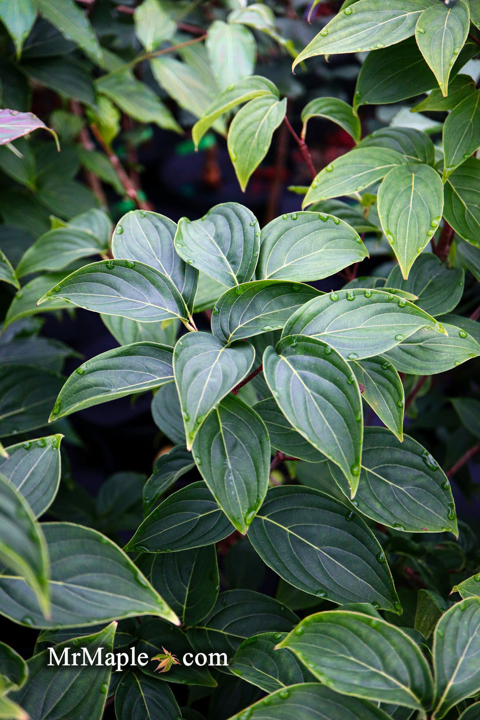 Buy Cornus kousa 'Little Poncho' Dwarf Flowering Chinese Dogwood — Mr ...