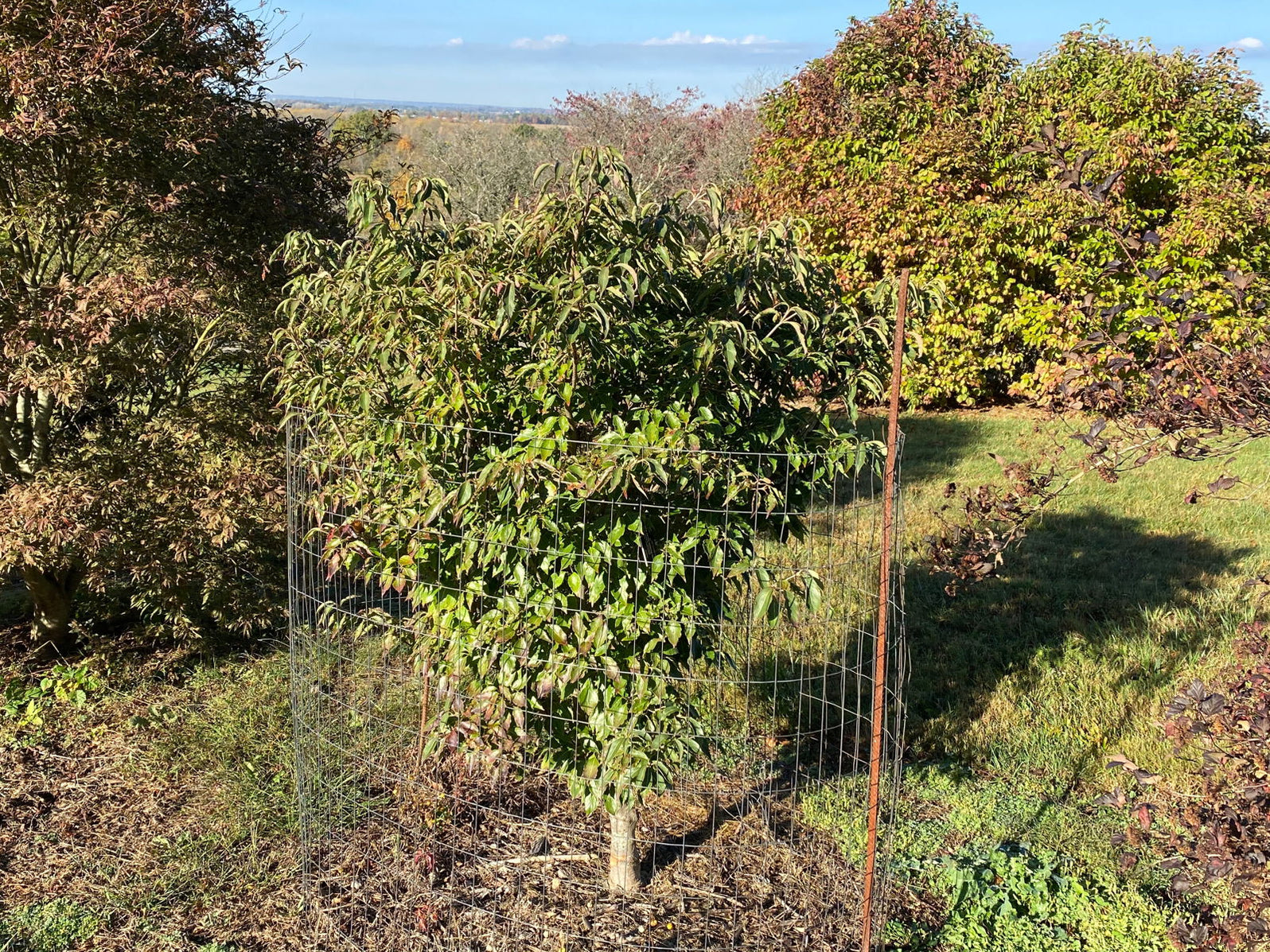 Buy Cornus kousa 'Little Poncho' Dwarf Flowering Chinese Dogwood — Mr ...