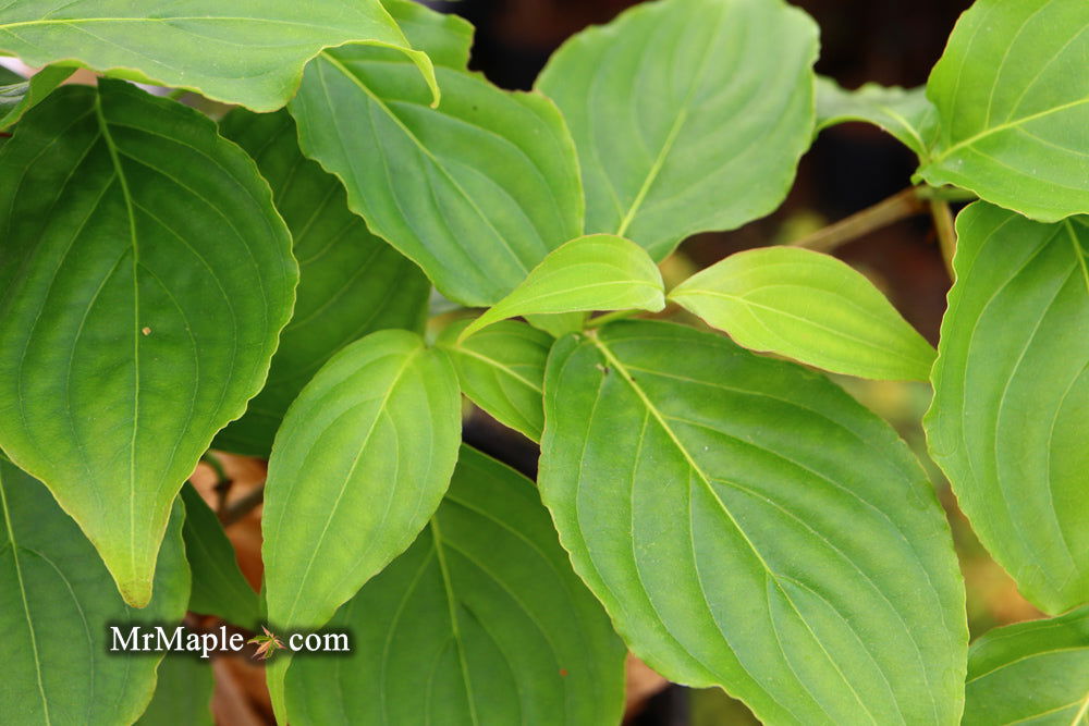 Buy Cornus kousa 'Little Poncho' Dwarf Flowering Chinese Dogwood — Mr ...