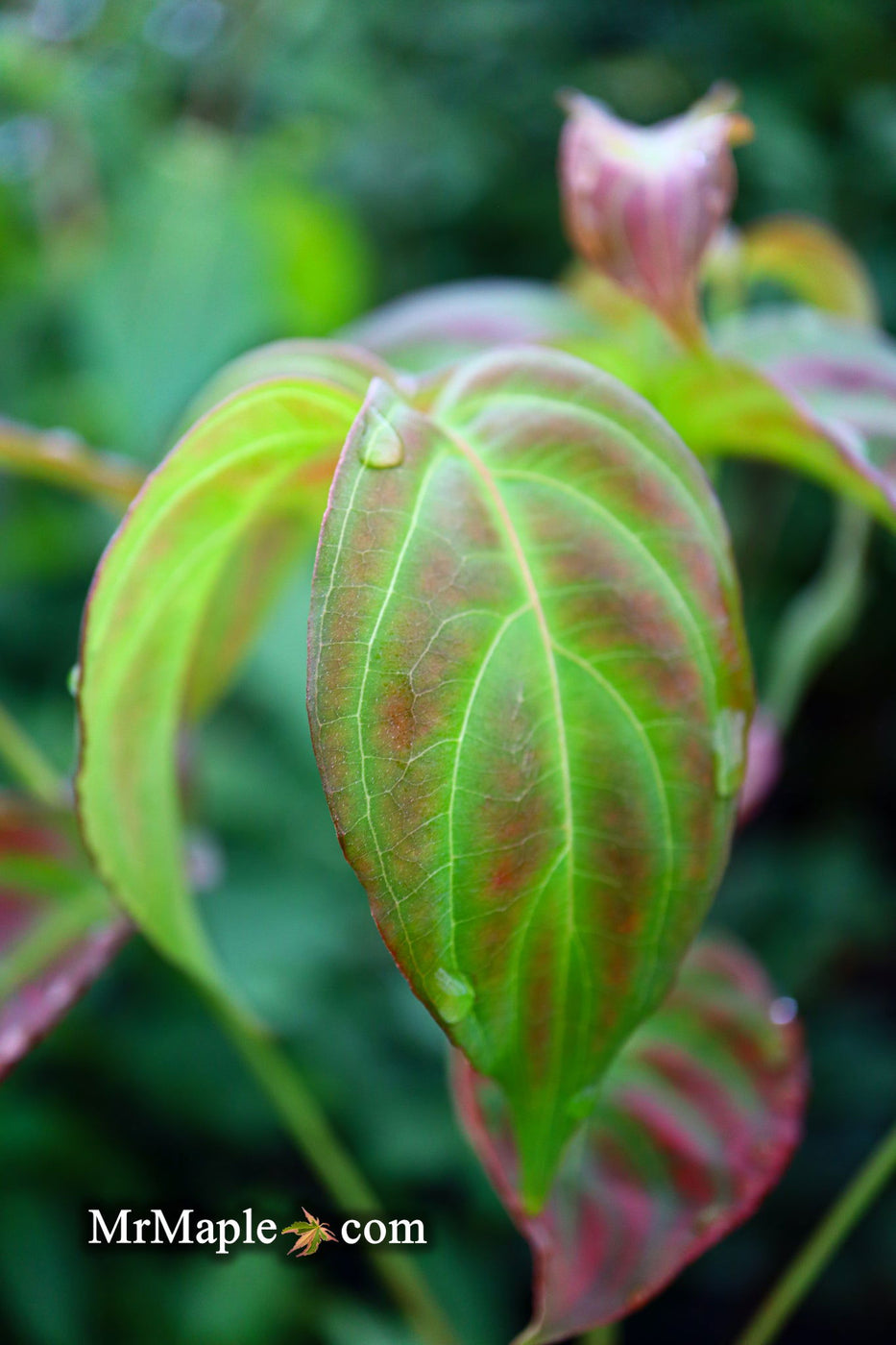 Buy Cornus kousa 'Little Poncho' Dwarf Flowering Chinese Dogwood — Mr ...
