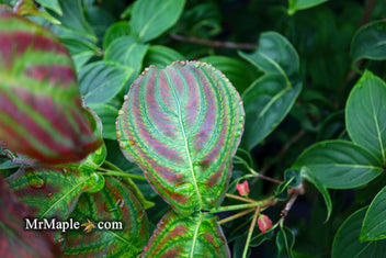 Buy Cornus kousa 'Little Poncho' Dwarf Flowering Chinese Dogwood — Mr ...