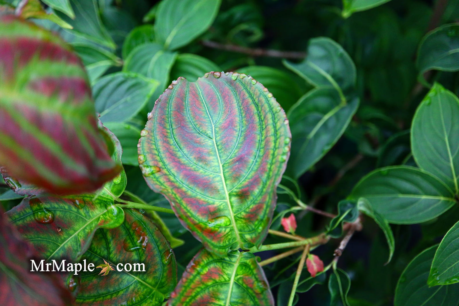 Buy Cornus kousa 'Little Poncho' Dwarf Flowering Chinese Dogwood — Mr ...