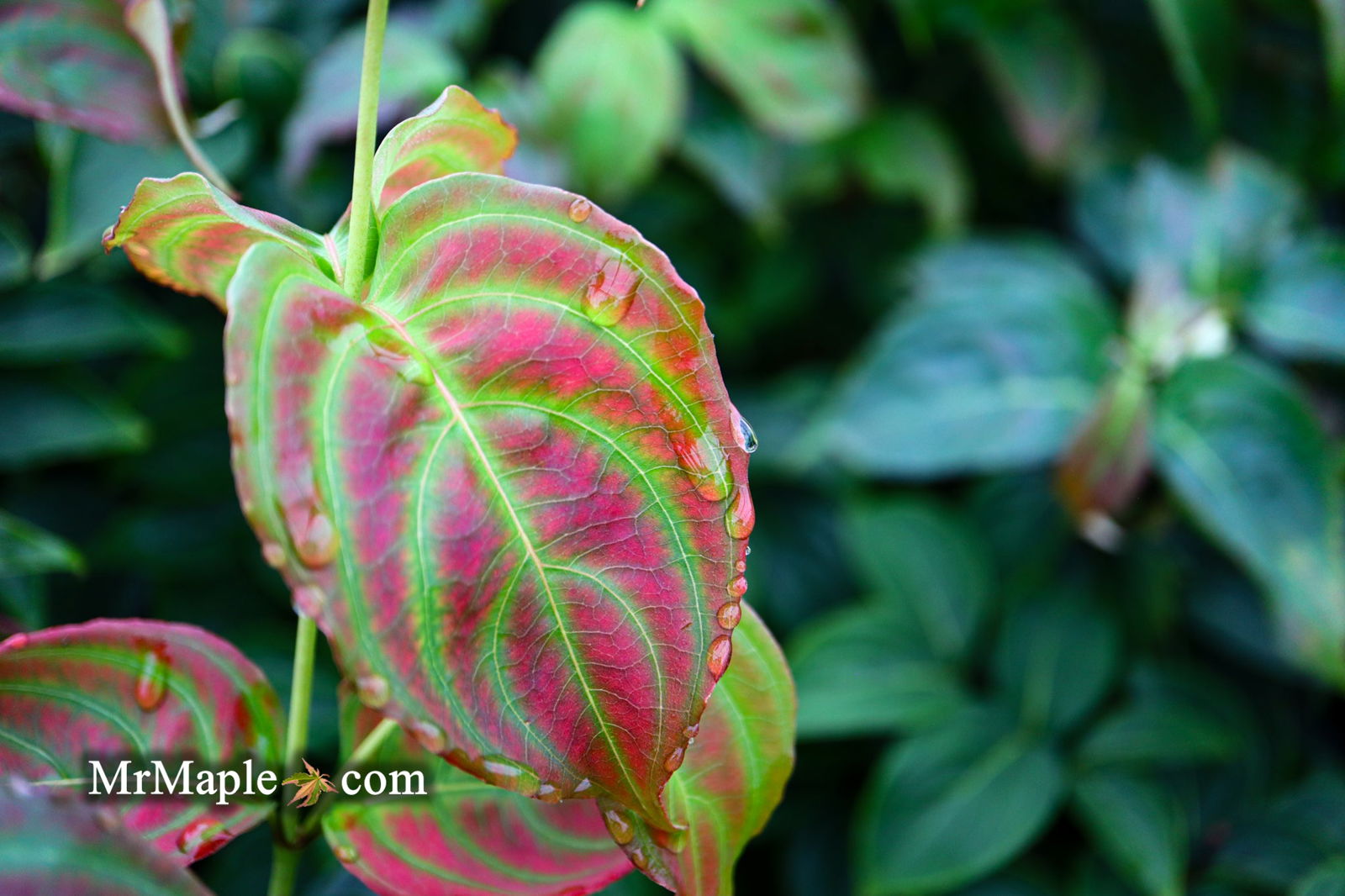 Buy Cornus kousa 'Little Poncho' Dwarf Flowering Chinese Dogwood — Mr ...
