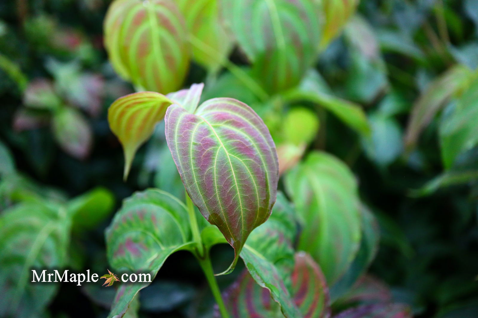 Buy Cornus kousa 'Little Poncho' Dwarf Flowering Chinese Dogwood — Mr ...