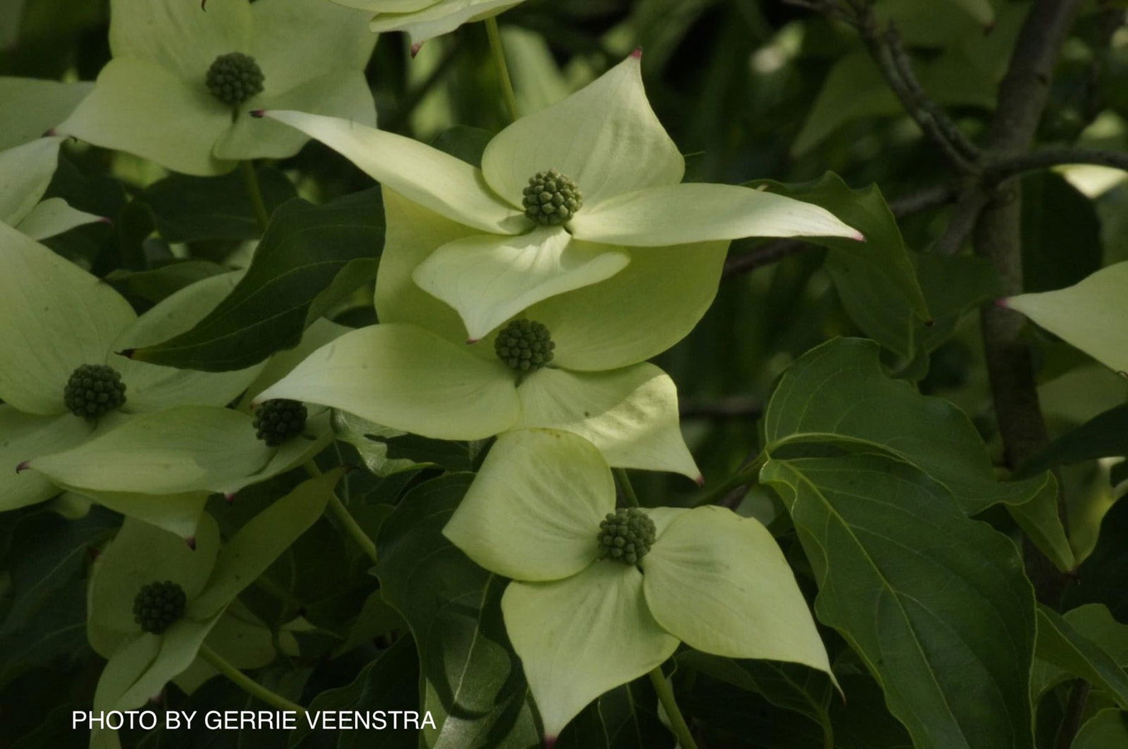 Buy Cornus kousa 'Milky Way' White Flowering Chinese Dogwood — Mr Maple ...