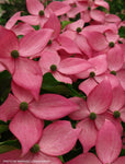 Buy Cornus kousa 'Rutpink' Scarlet Fire™ Red Flowering Chinese Dogwood ...