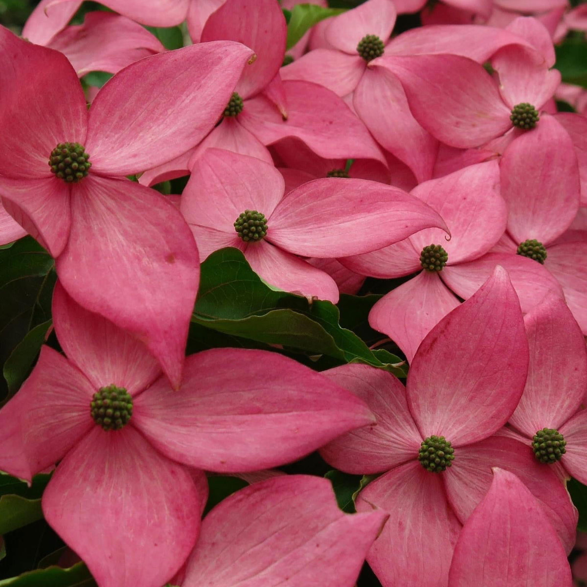 Buy Cornus kousa 'Rutpink' Scarlet Fire™ Red Flowering Chinese Dogwood ...