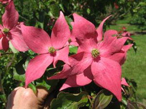 Buy Cornus kousa 'Rutpink' Scarlet Fire™ Red Flowering Chinese Dogwood ...